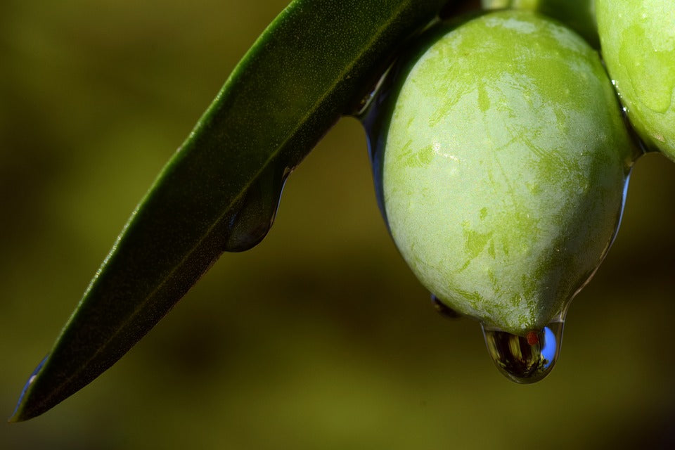 Extra Virgin Olive Oils – Amazing Olive